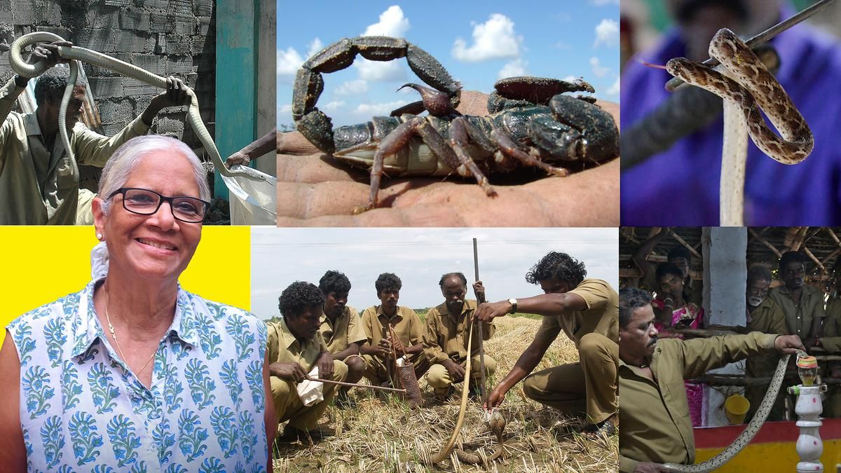 Walking with scorpions, talking to termites: Zai…