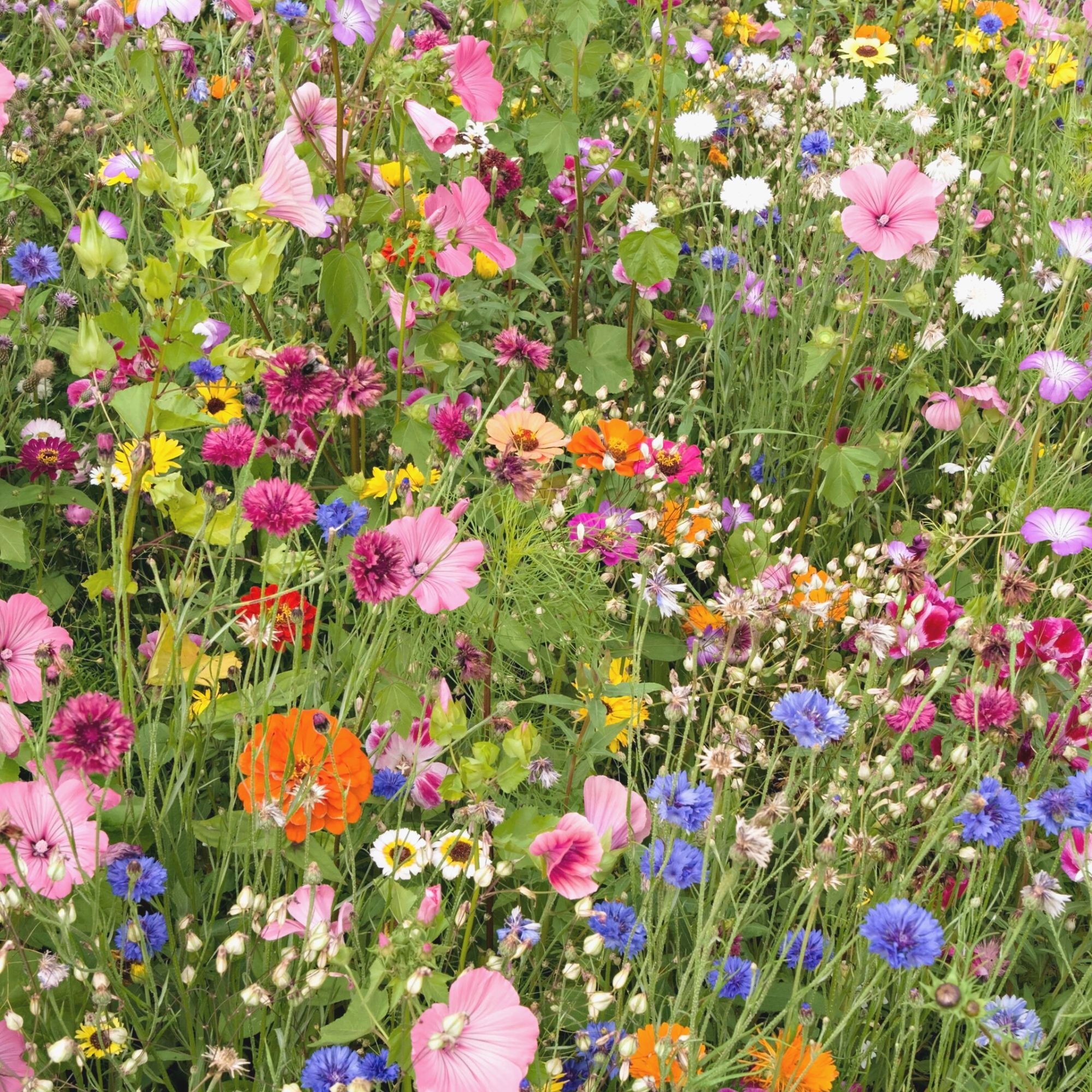 Wildflower garden ideas - clever pollinator planting…