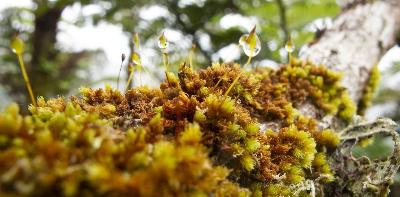 The secret world of moss, ancient ancestor of all…