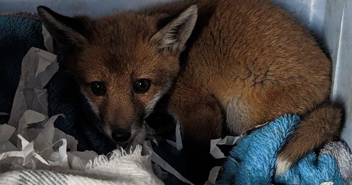 Orphaned fox cub found on roadside with ‘help me’ note…