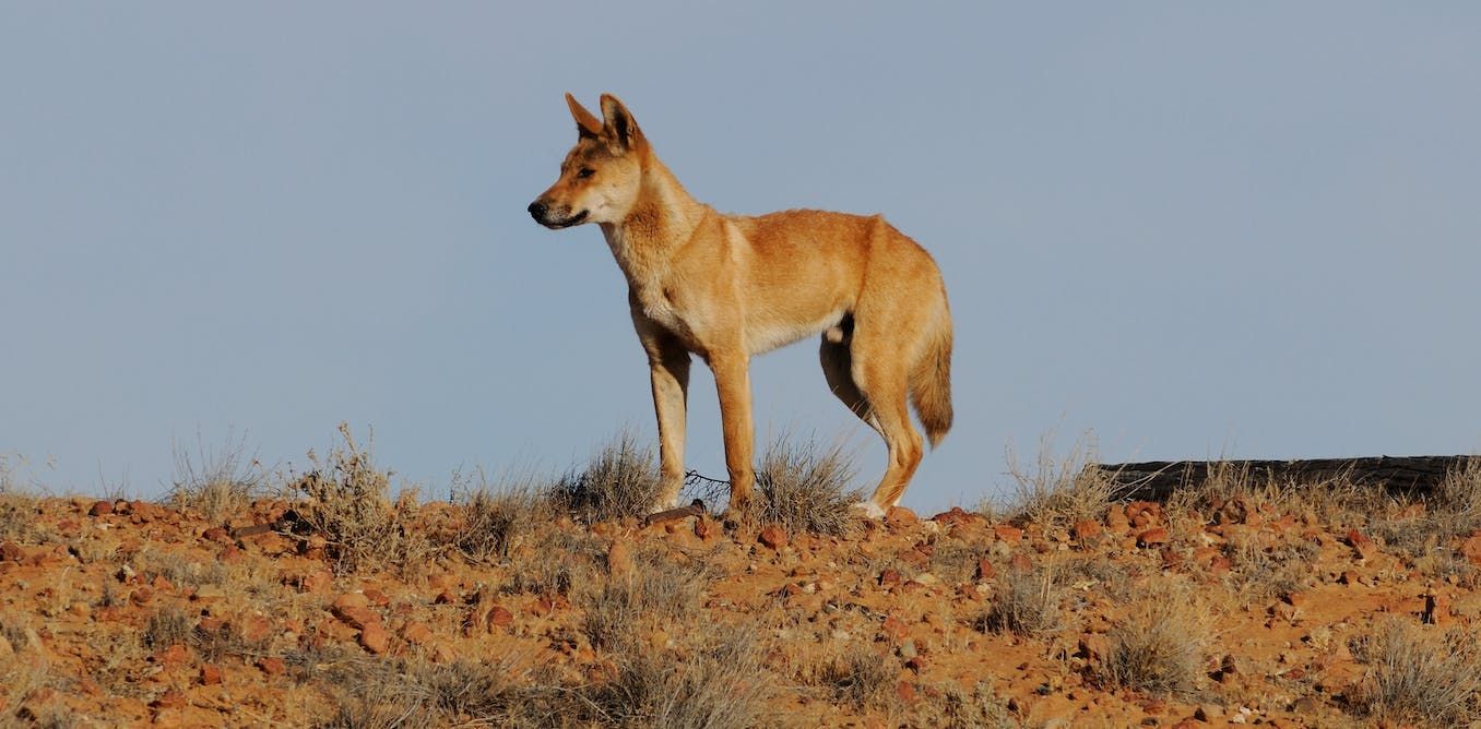 New DNA testing shatters 'wild dog' myth: most dingoes…
