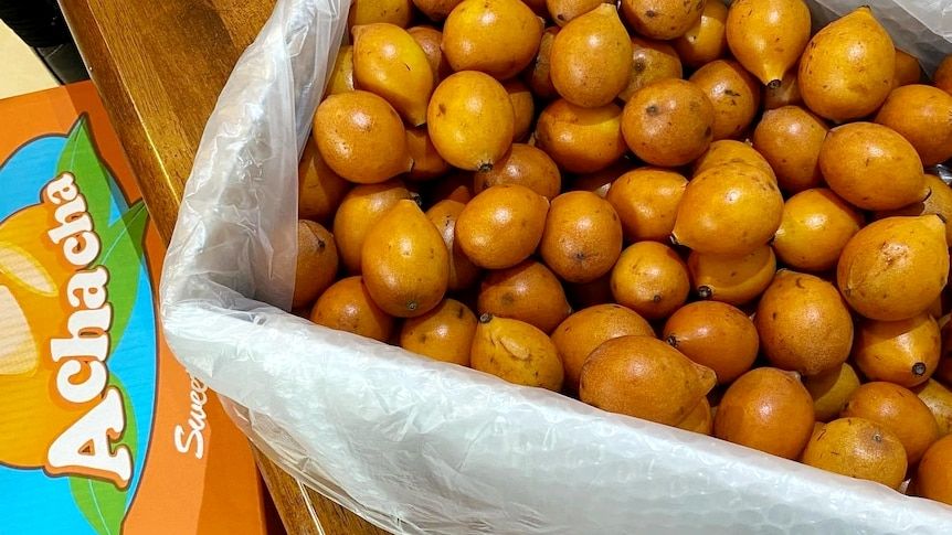 Achacha is a tropical fruit from Bolivia, but the…