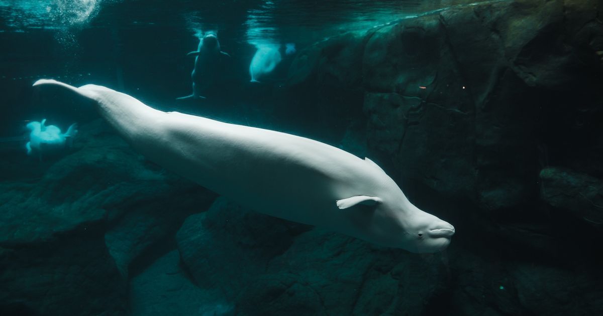 Beluga whale fitted with Russian military harness…