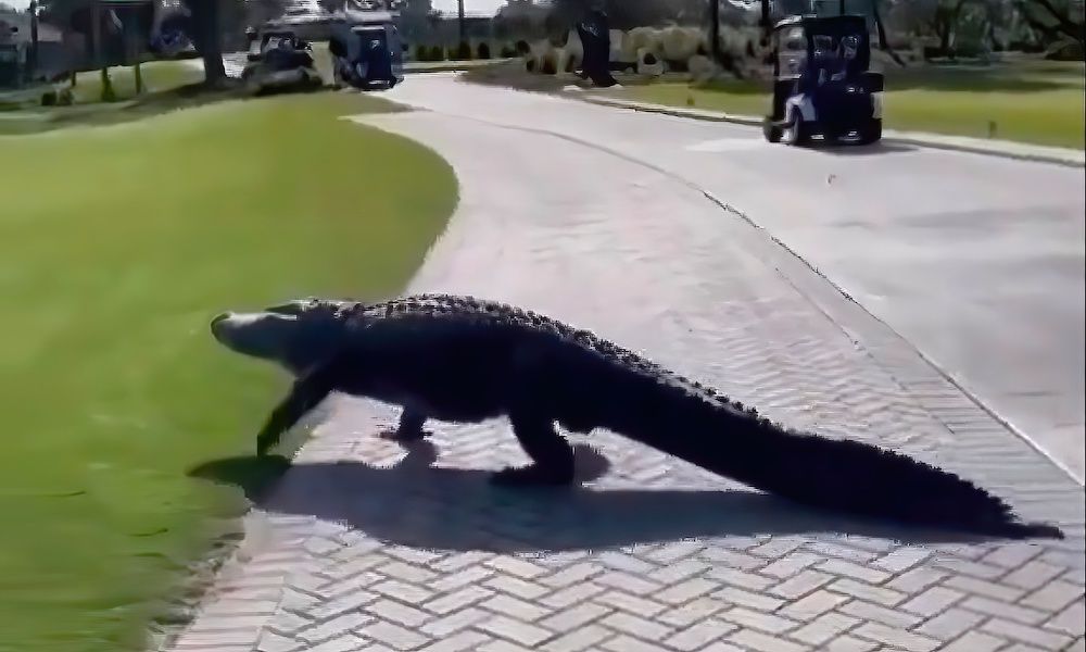 Watch: Giant alligator disrupts play at Florida golf…
