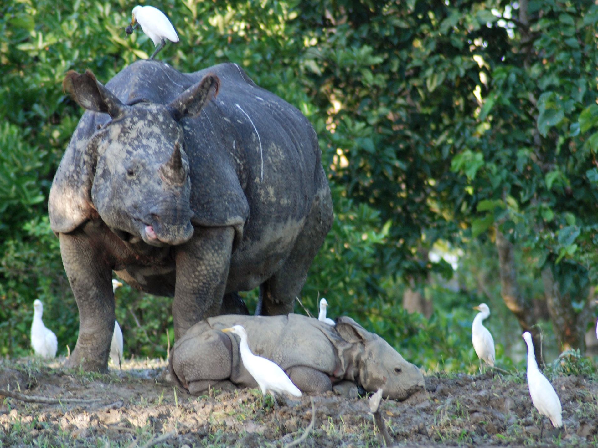 India flooding: 21 rare one-horned rhinos drown in…