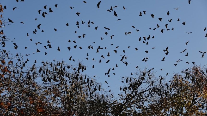 Bendigo flying grey-headed flying fox colony prompts…
