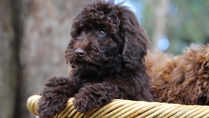 Tasmanian Labradoodles face court over alleged…