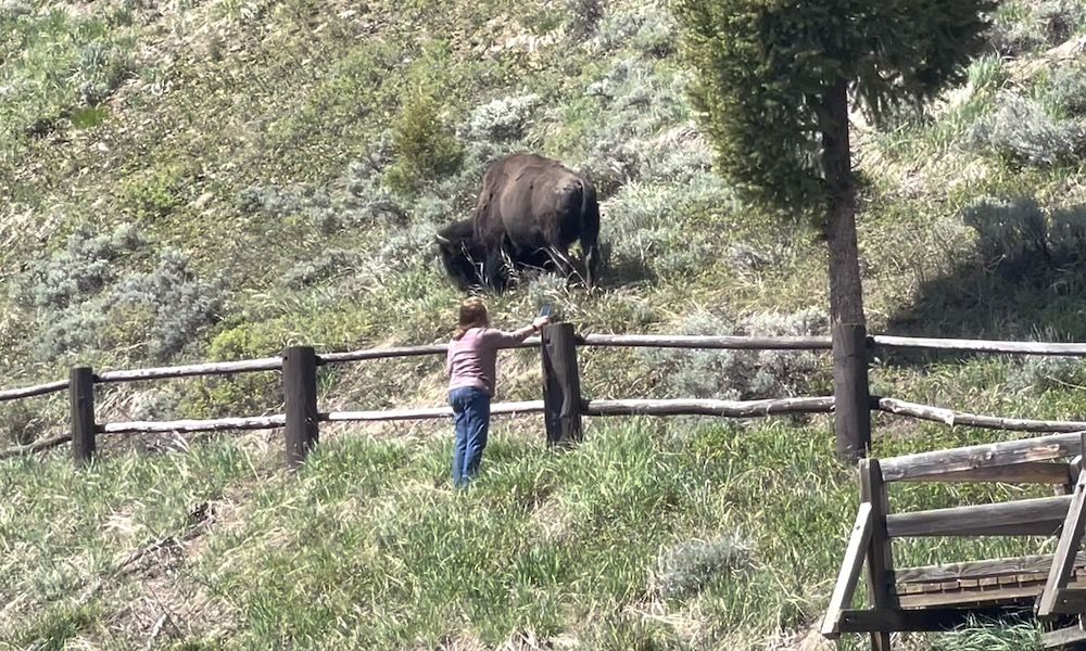 Yellowstone tourist weighs options with bison next to…