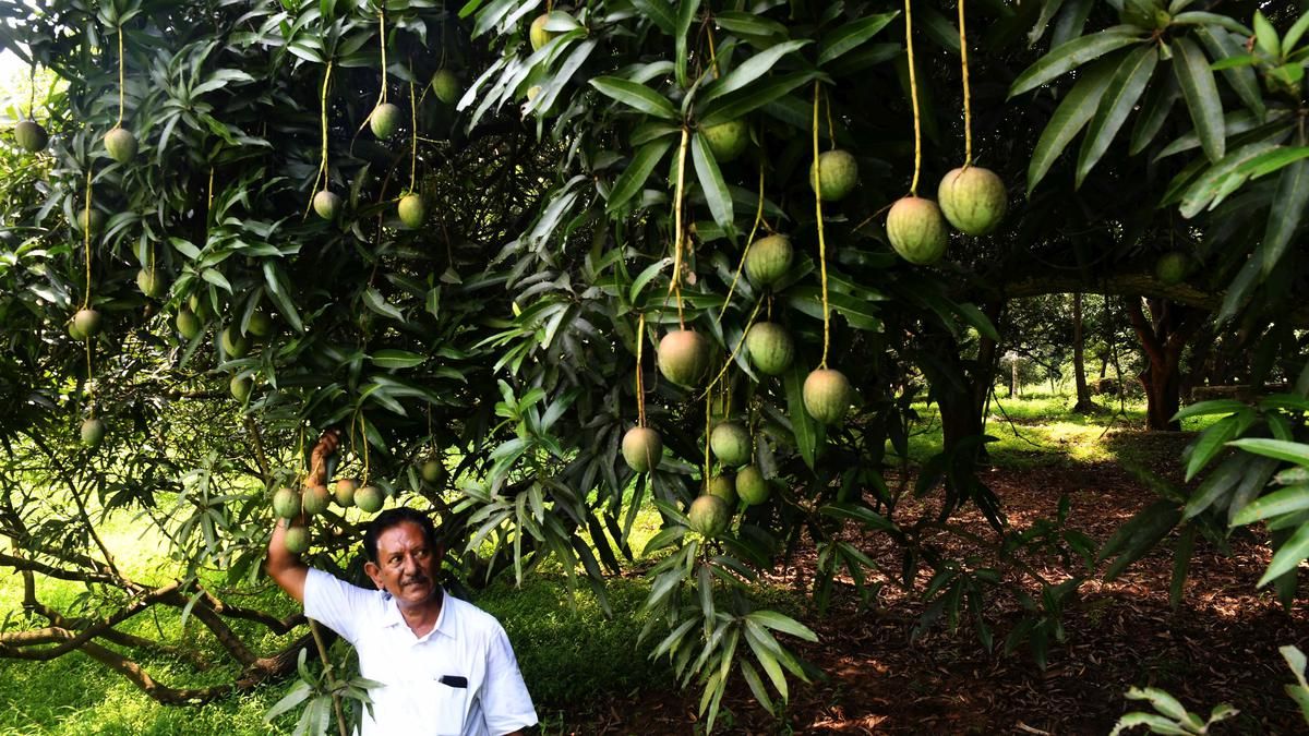 Is the Rajapalayam sappattai the tastiest mango of all…