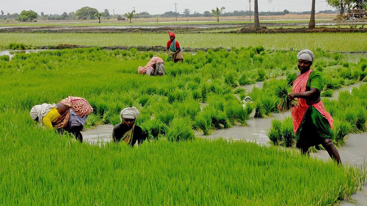 Kuruvai cultivation yet to gain momentum in Thanjavur,…