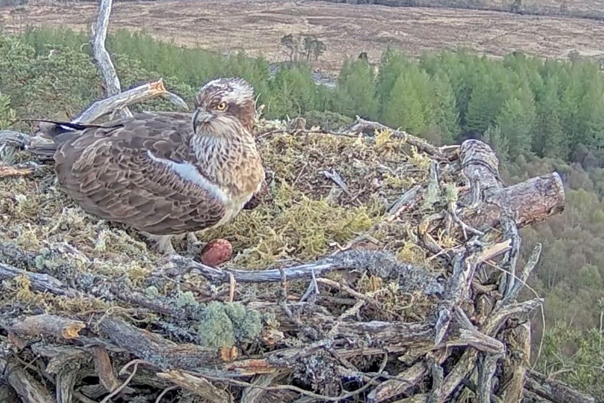First osprey chick hatches at wildlife reserve as fans…