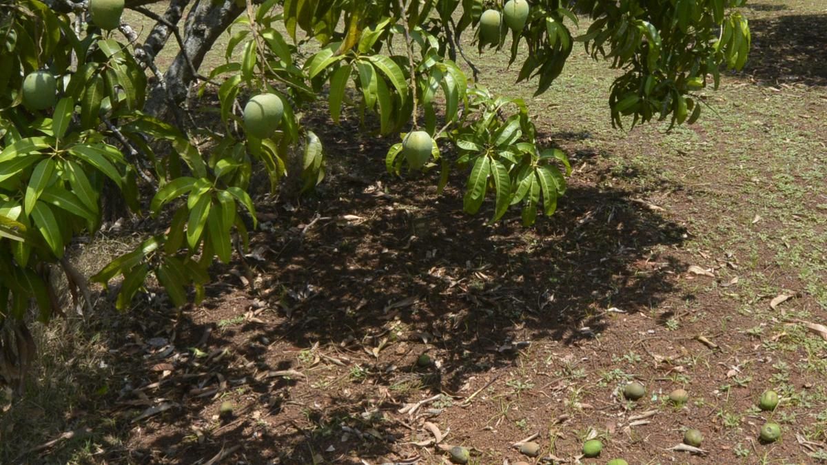 Over 9,500 hectares of agricultural crops and 12,000…