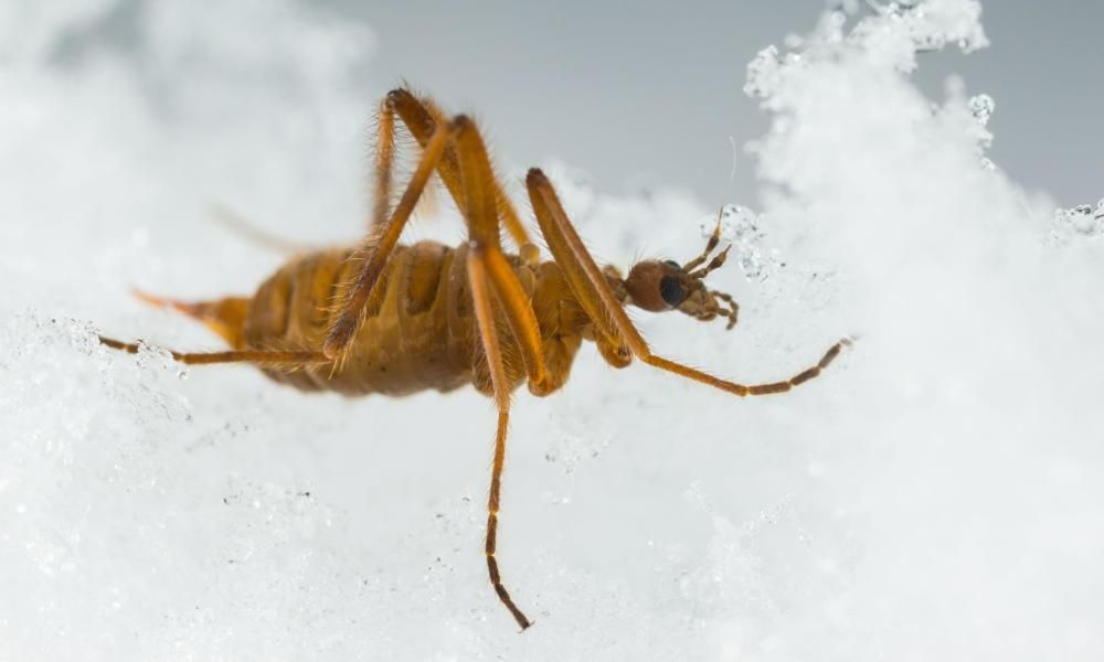 Snow fly in US and Canada can detach its legs to…