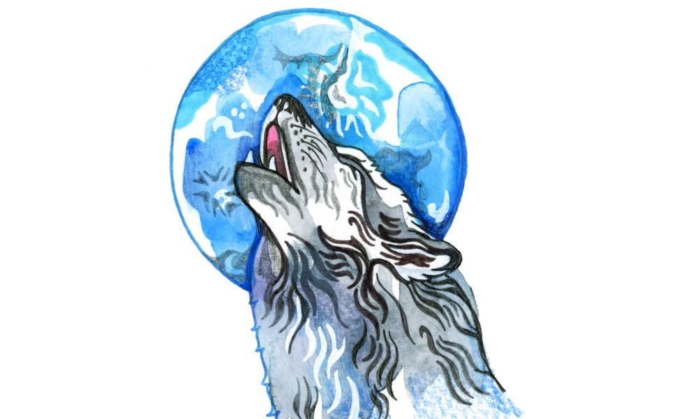 Why do wolves howl at the moon, and how far can…