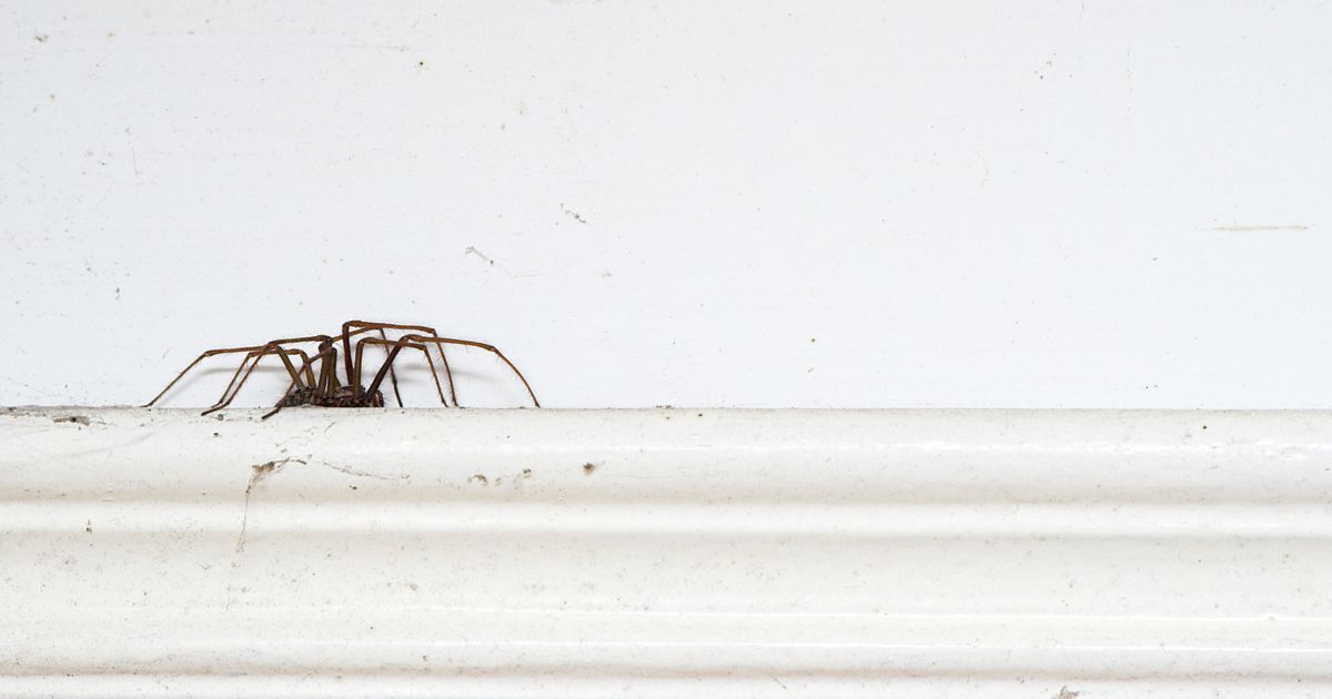 When is spider season? All your questions answered