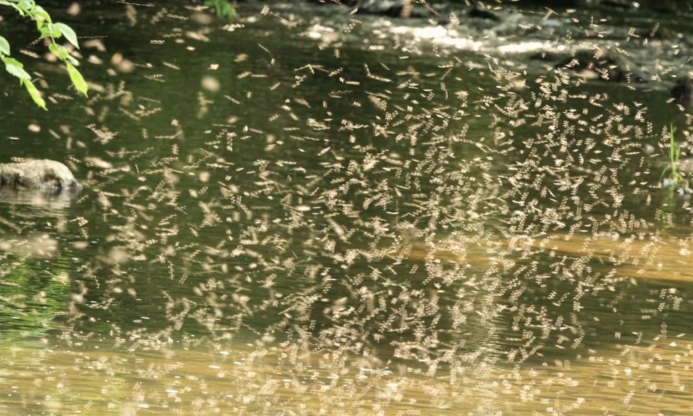 Country diary: An eruption from the river, like a…