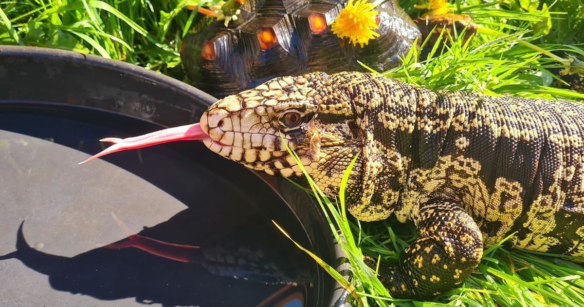 Huge lizard 'that runs like a T-Rex' is on the loose…