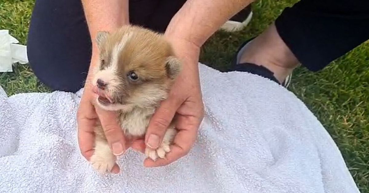 'Unprecedented' number of animal cruelty cases as…