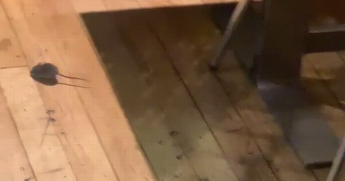 Mouse filmed scurrying around tables at Glasgow cafe…