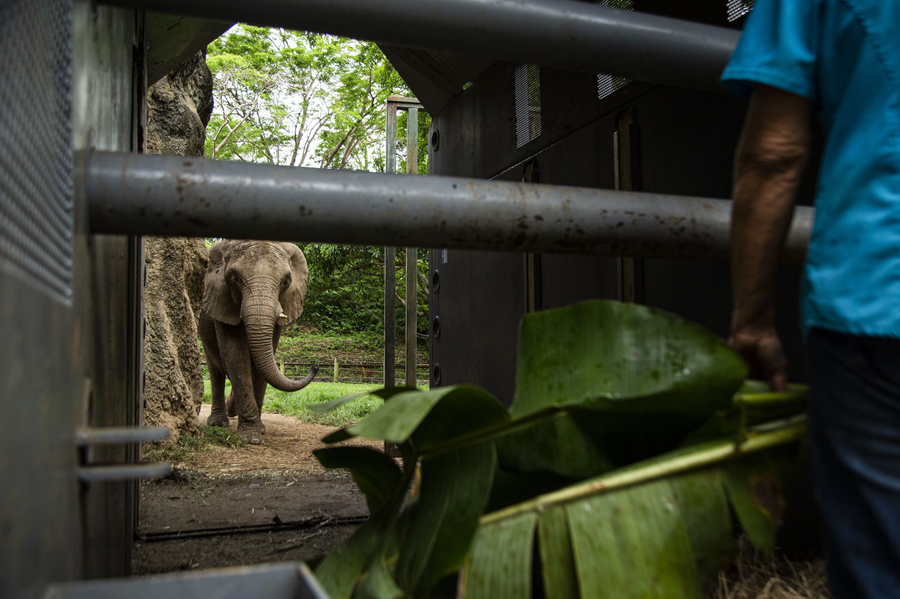 Puerto Rico lost its only elephant — and cracked open…