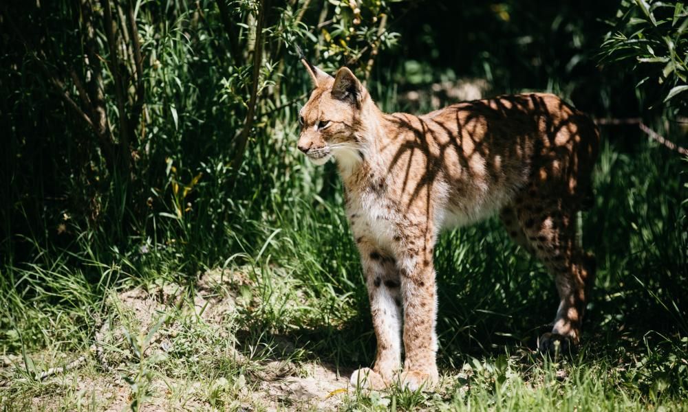 Britain is not ready for reintroduction of lynx and…