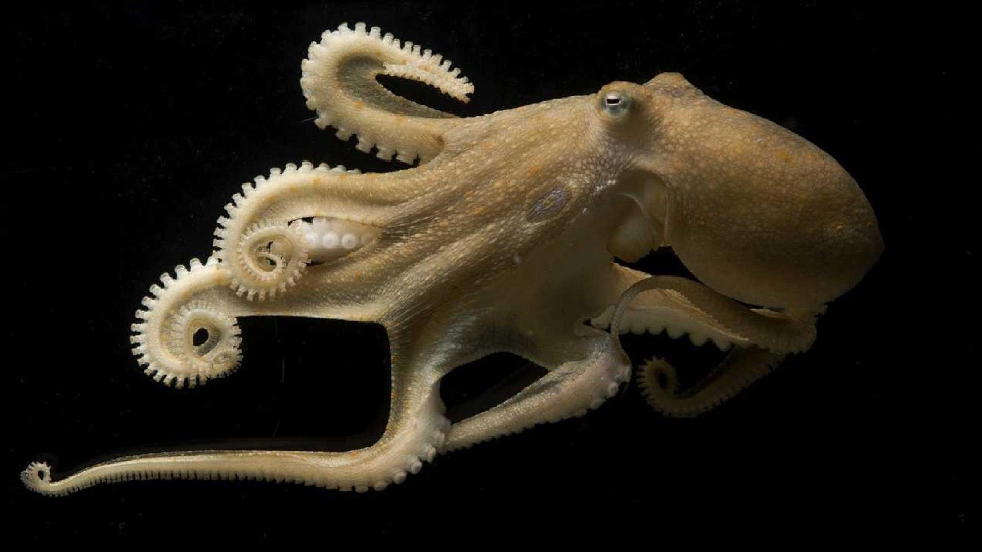 Octopuses 'rewire' their brains to adapt to different…