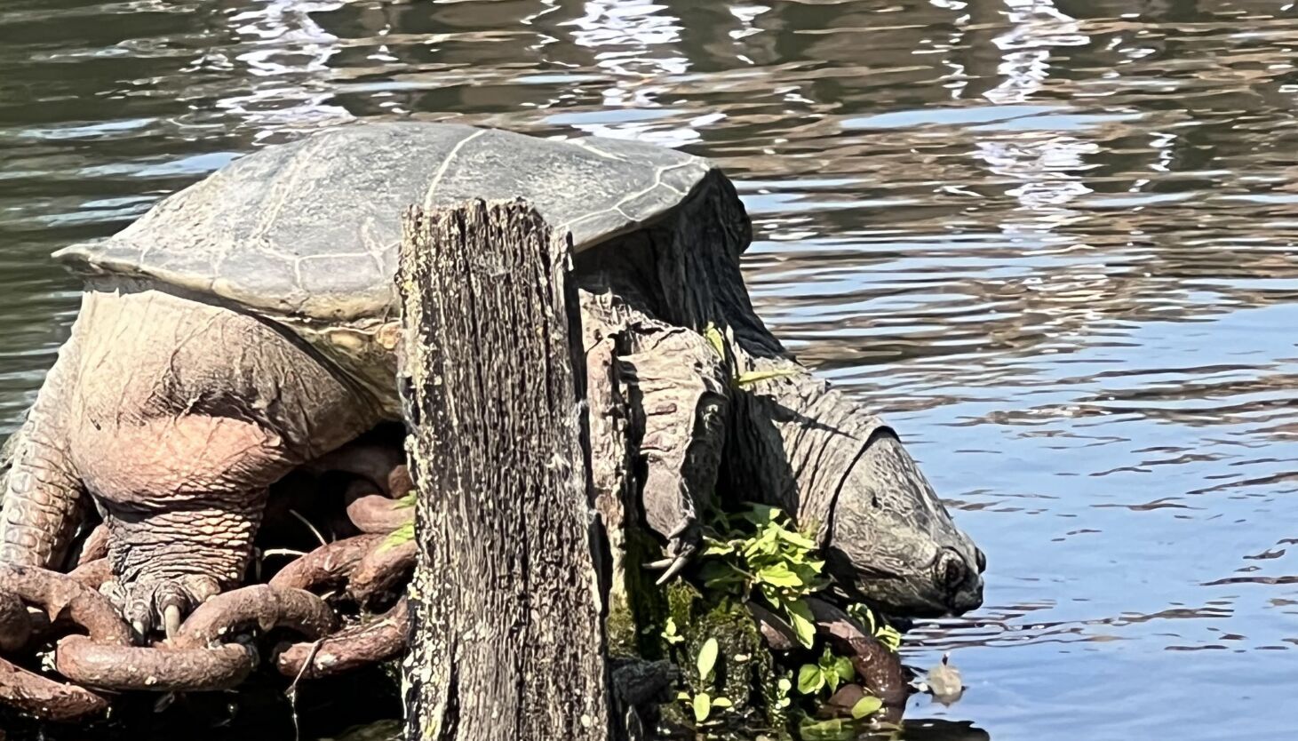 Return of Chonkosaurus: notorious turtle spotted on…
