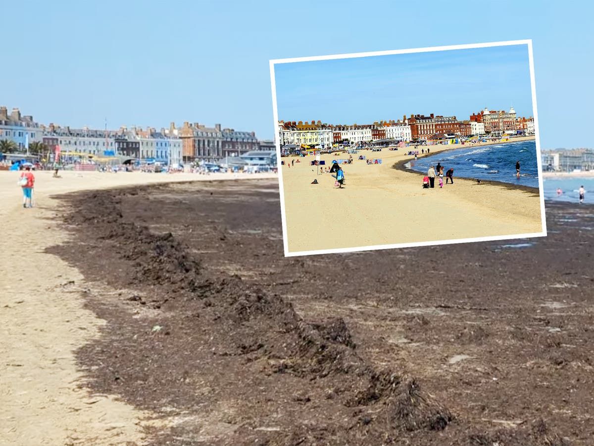‘Smelly rotting wall of seaweed’ putting tourists off…