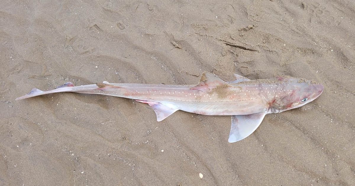 Sharks washed up on North Wales beach in numbers…
