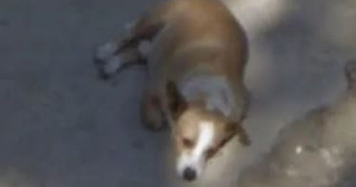 Woman left in tears after spotting late dog…