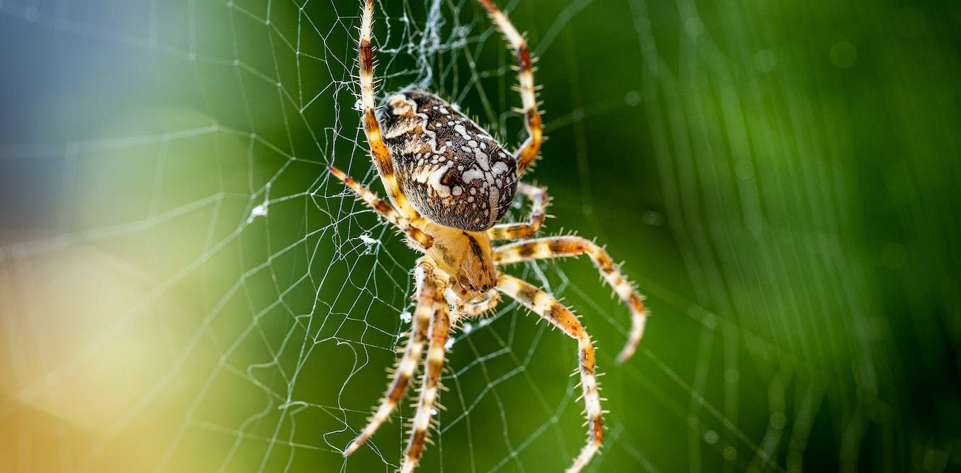 Why understanding how spiders spin silk may hold clues…