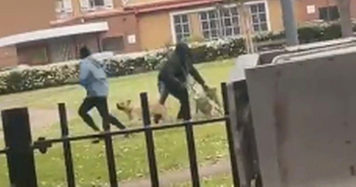 'I was mauled by two dogs who bit my arms, legs and…