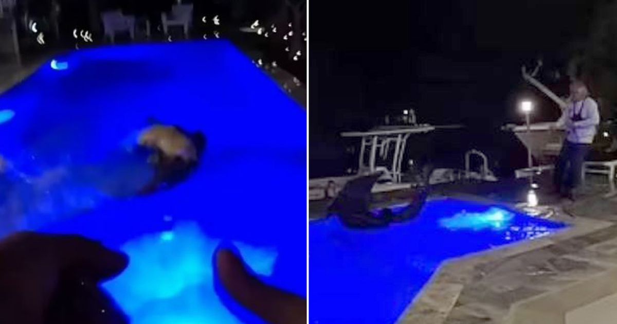 Massive 10ft crocodile swimming in Florida pool hisses…