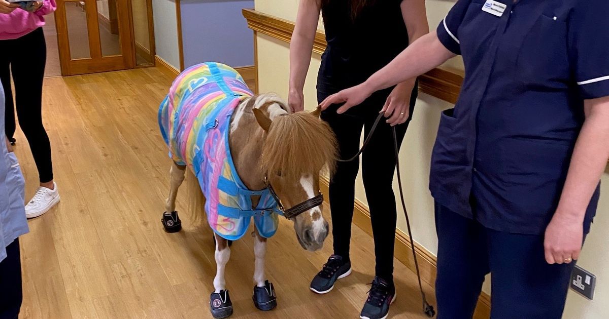 'Star' therapy pony in high demand after visit to…