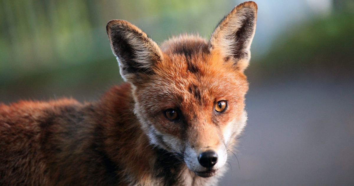 Bristol college said it had no plans to kill foxes on…