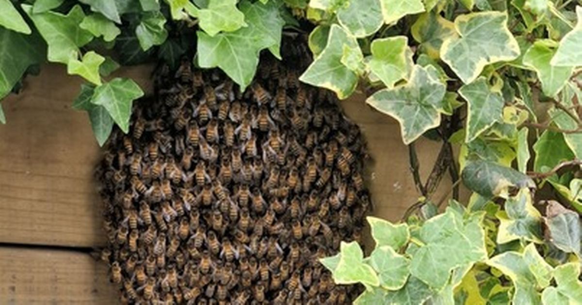 Locals urged to 'keep away' as huge bees' nest found…