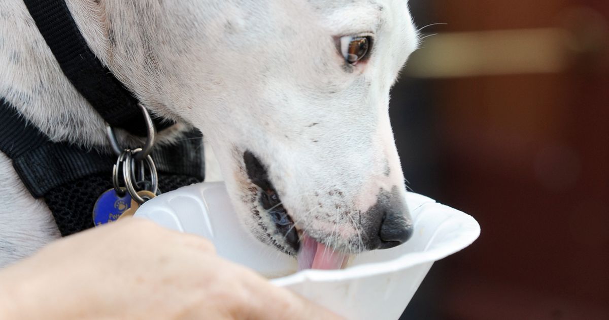 Vet shares expert tips on keeping your dog hydrated as…