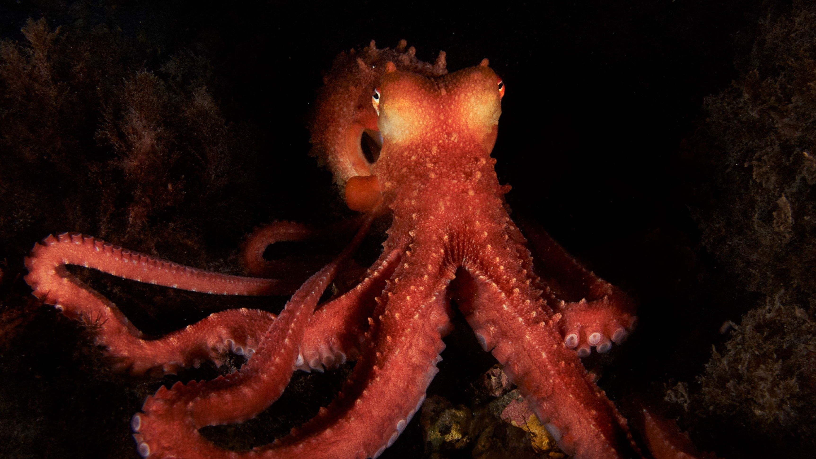 How octopuses could have helped avert the Cuban…