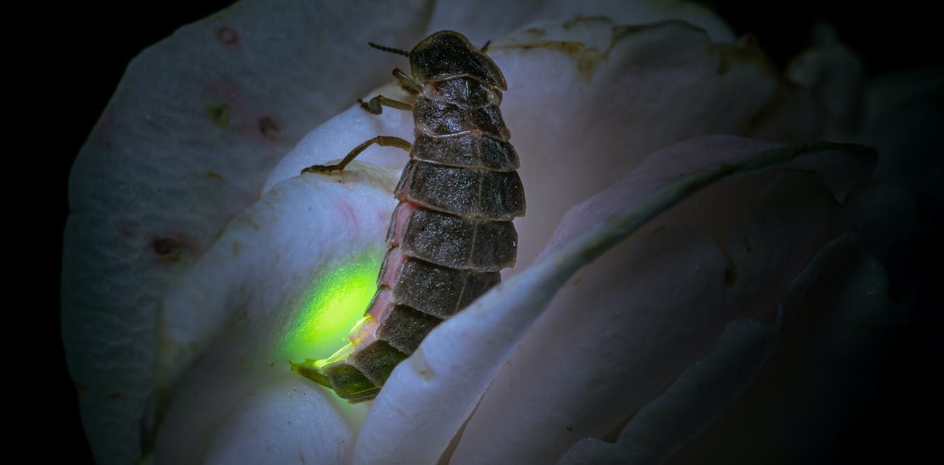 Light pollution is taking the sparkle out of glow-worm…