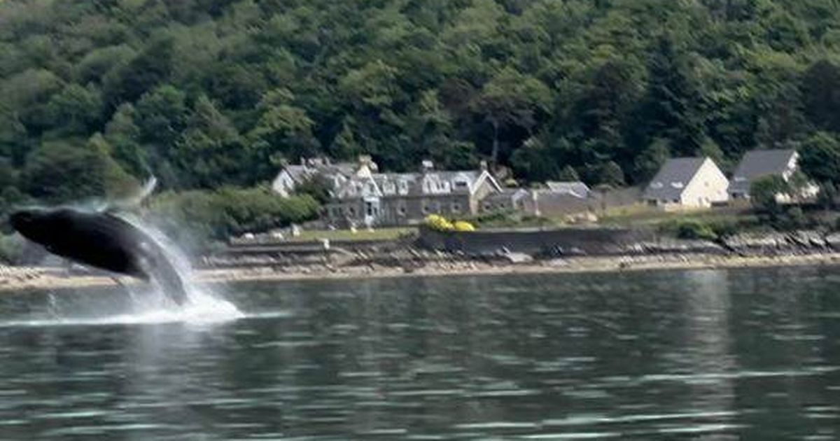 Incredible footage shows humpback whale leaping out of…