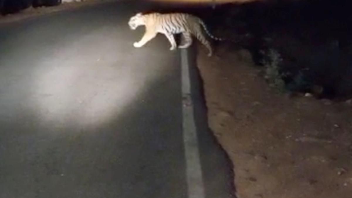 4-year-old tiger seen near Sakshi Ganapathi temple at…