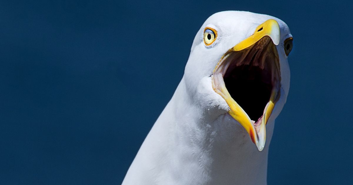 Irish town set to have public meeting on seagull…