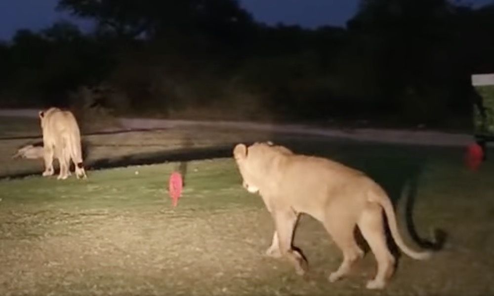 Watch: Lions stake out tee box at ‘wildest golf course…