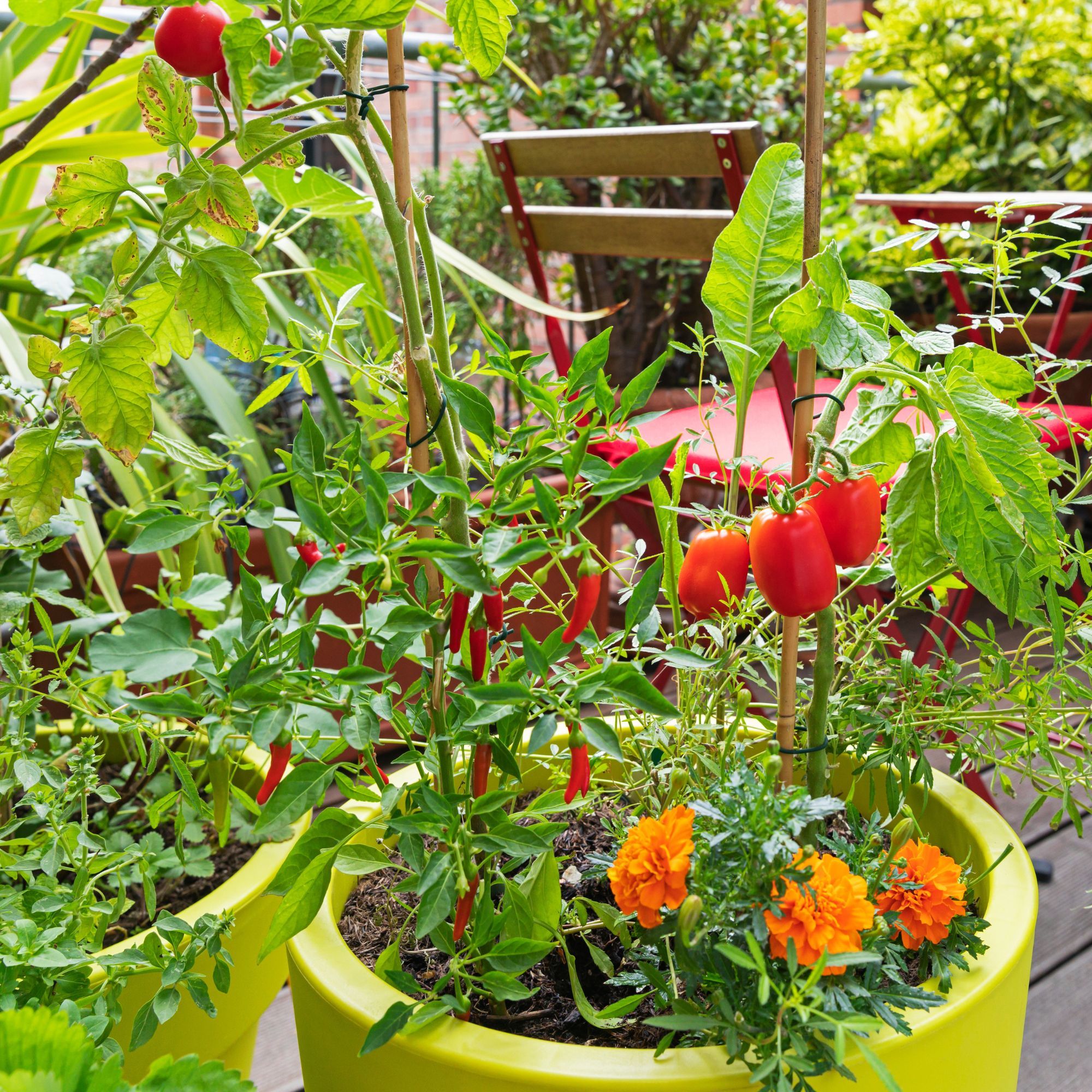 How to grow chillis in pots if you want to add some…