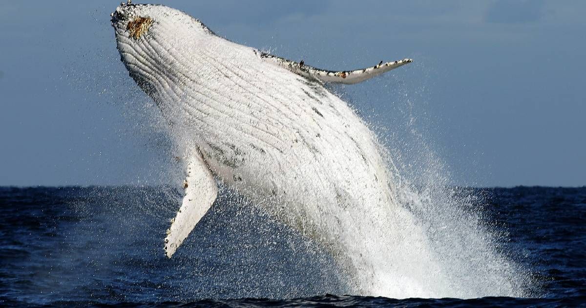 Where you can watch the 'humpback highway' pass the…