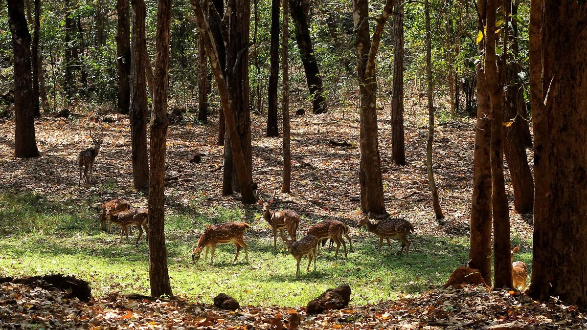 A forester shot dead by poachers in Odisha’s Similipal…