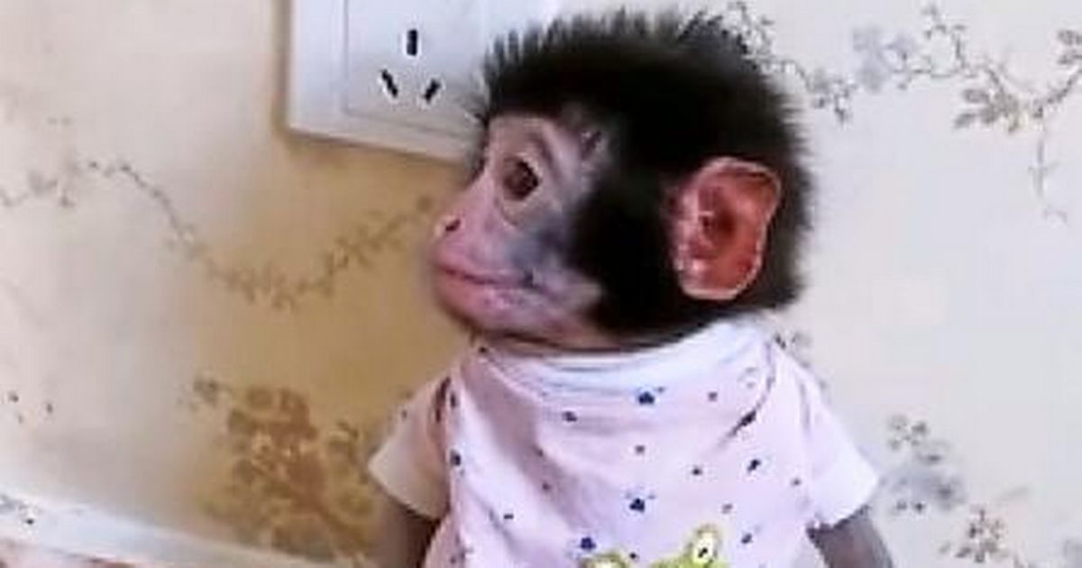 Cops probing crime gang selling sick movies of monkey…