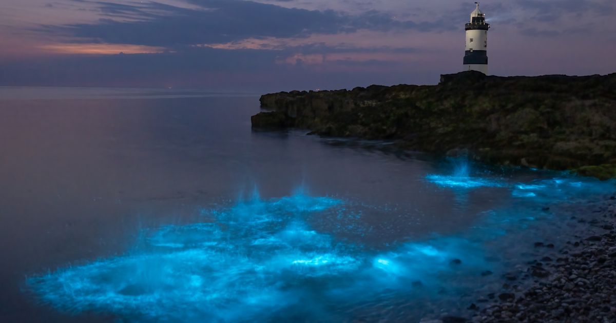 The best pictures as stunning bioluminescent plankton…
