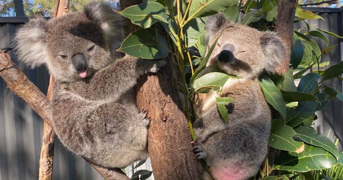 How you can do 'something special' to save the koalas…