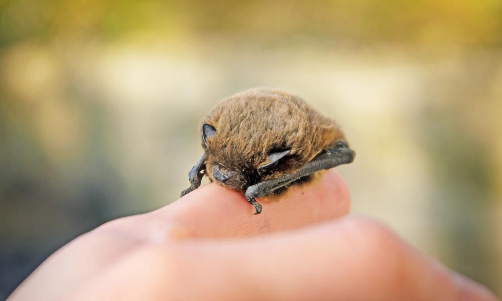 The pet I’ll never forget: Emmeline the tiny bat…